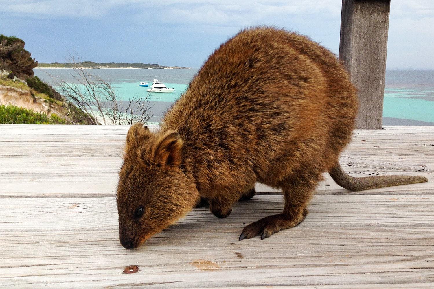 Les animaux d’Australie : guide ultime - Globe Freelancers
